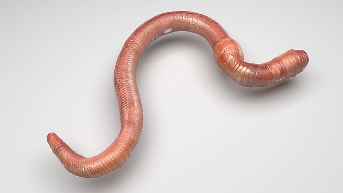 Earthworm 3D model | CGTrader