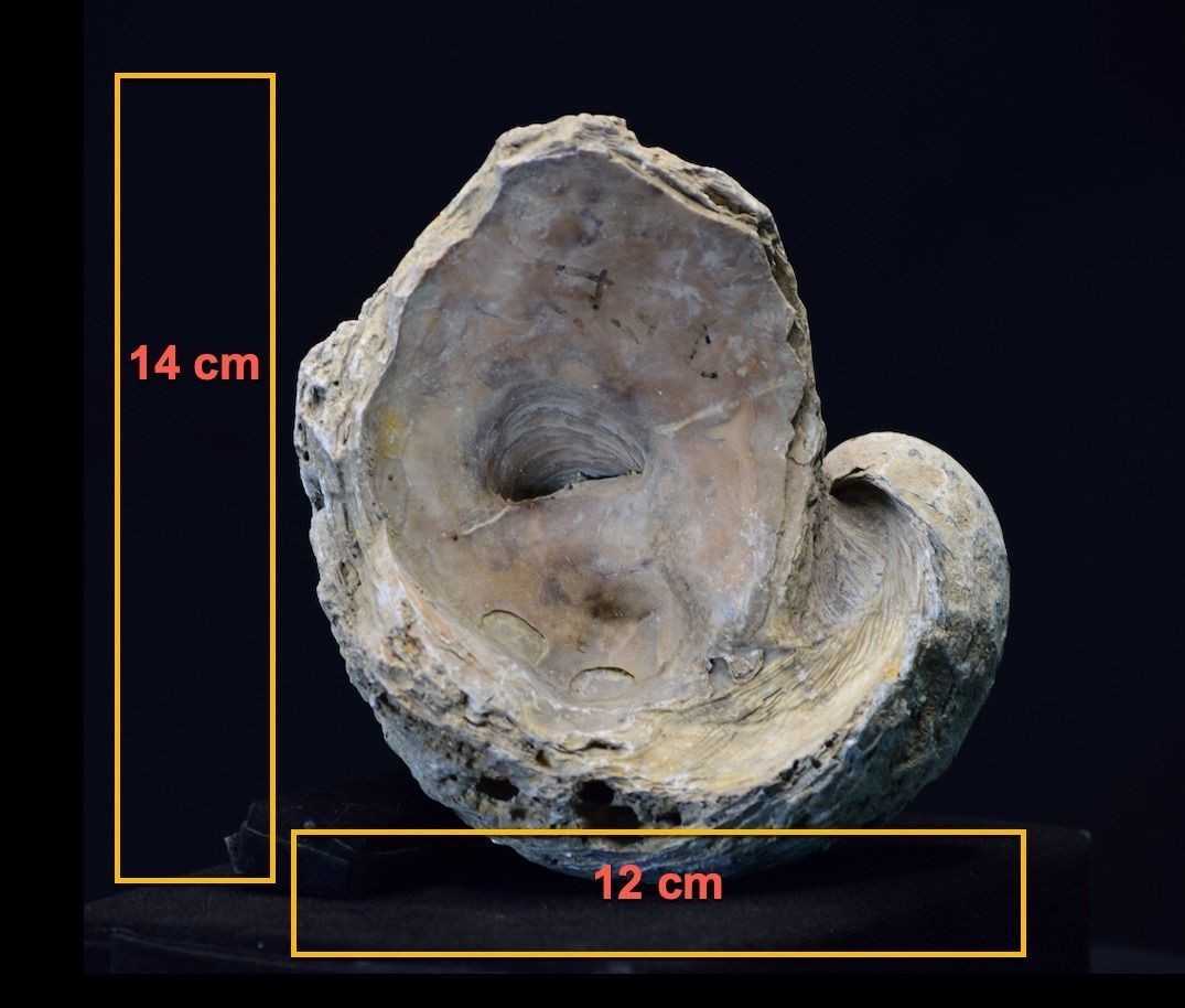 Exogyra Ponderosa Clam Fossil free 3D model 3D printable | CGTrader