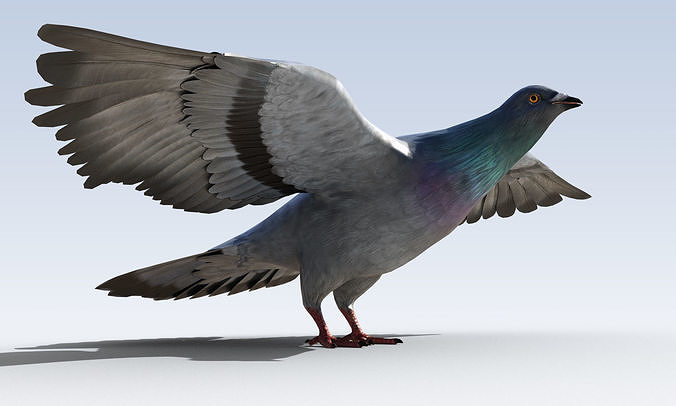 3D model Pigeon Bird Rigged VR / AR / low-poly | CGTrader