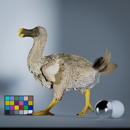 Dodo Animated 3D model animated rigged | CGTrader