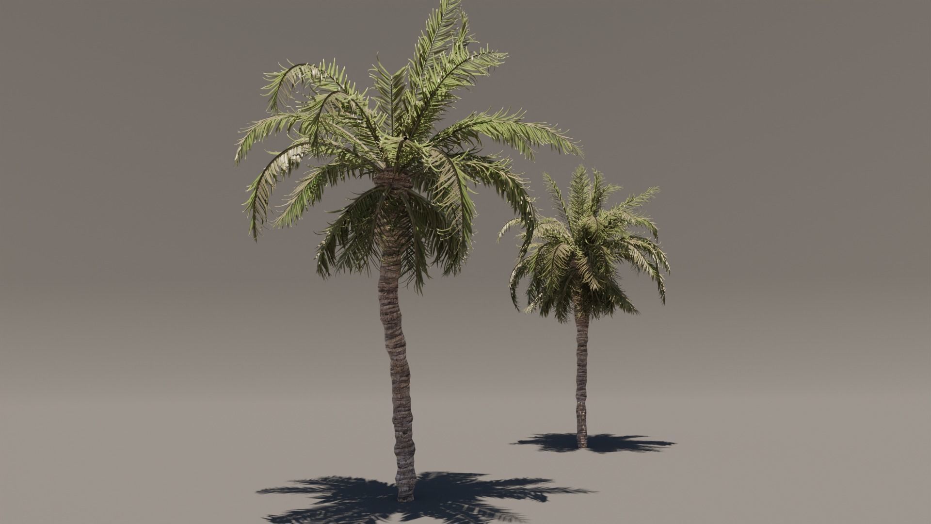 Set of realistic Palm Trees - 2 Trees - Blender 3D model | CGTrader