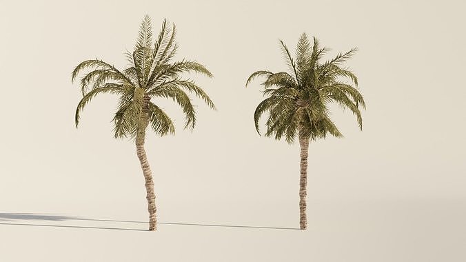 Set of realistic Palm Trees - 2 Trees - Blender 3D model | CGTrader