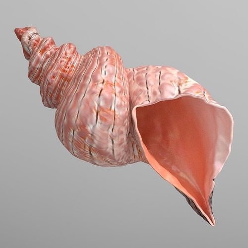 Conch Shell 3D model | CGTrader