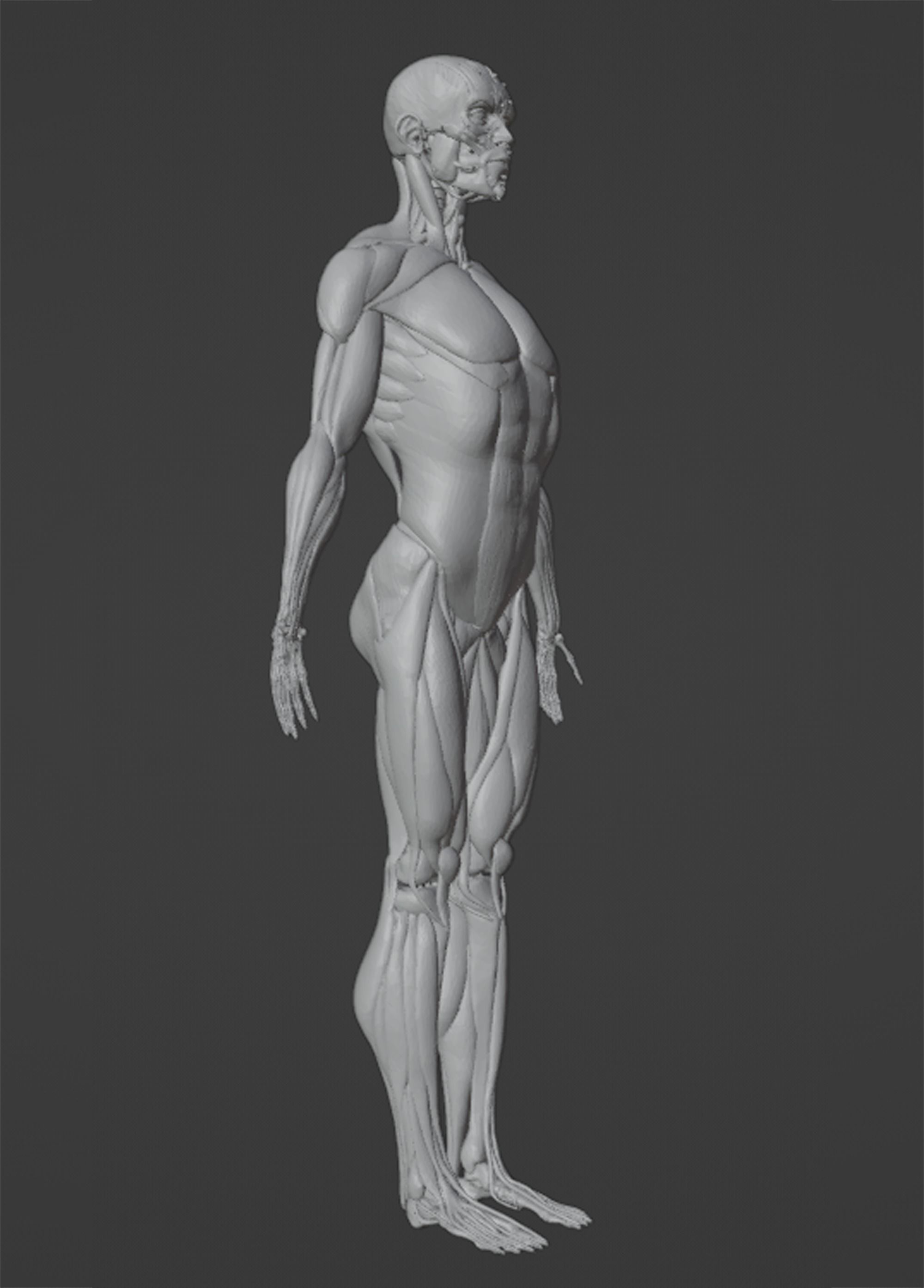 MALE HUMAN MUSCULAR ANATOMY 3D model | CGTrader
