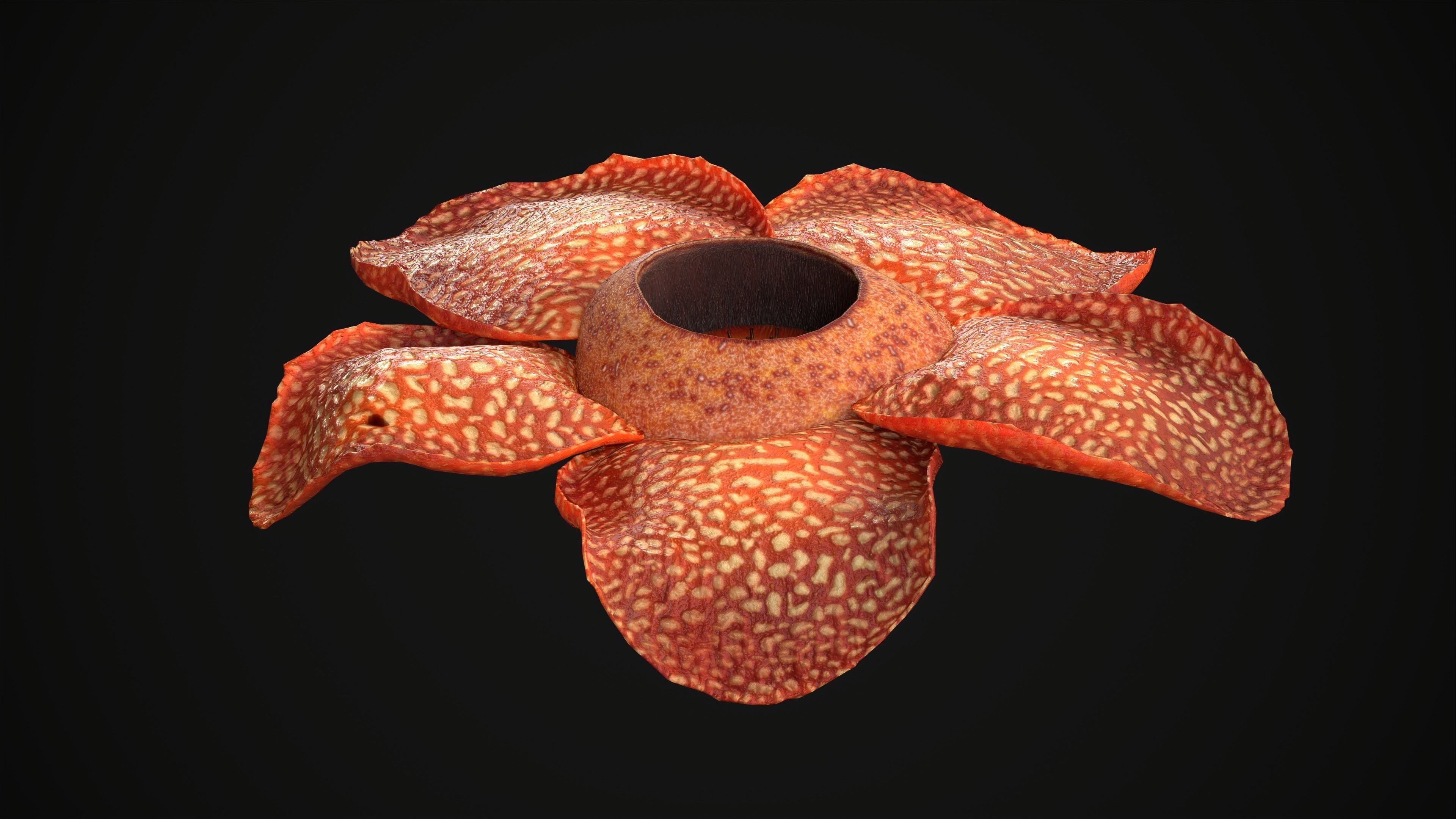3D model Rafflesia - Grass VR / AR / low-poly | CGTrader