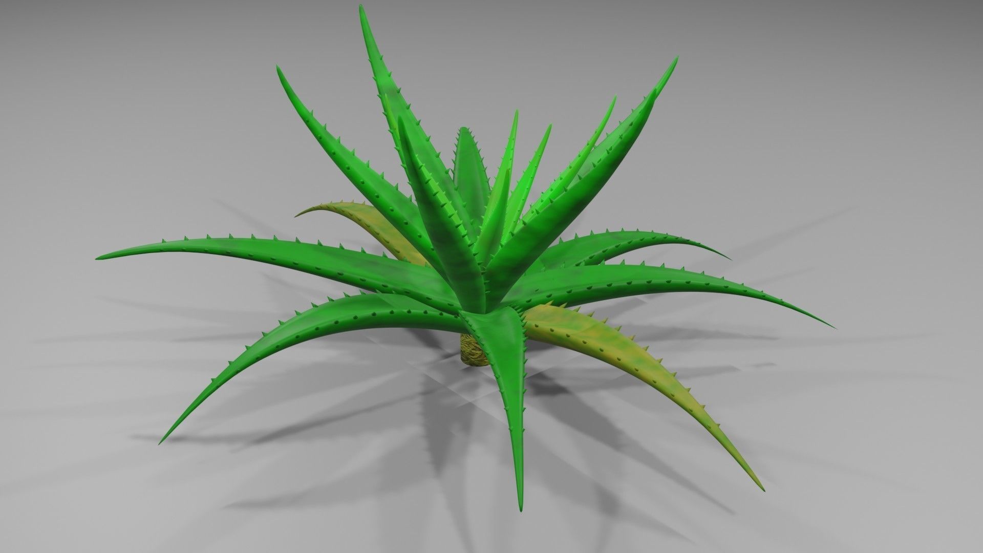 Aloe vera plant 3D model | CGTrader