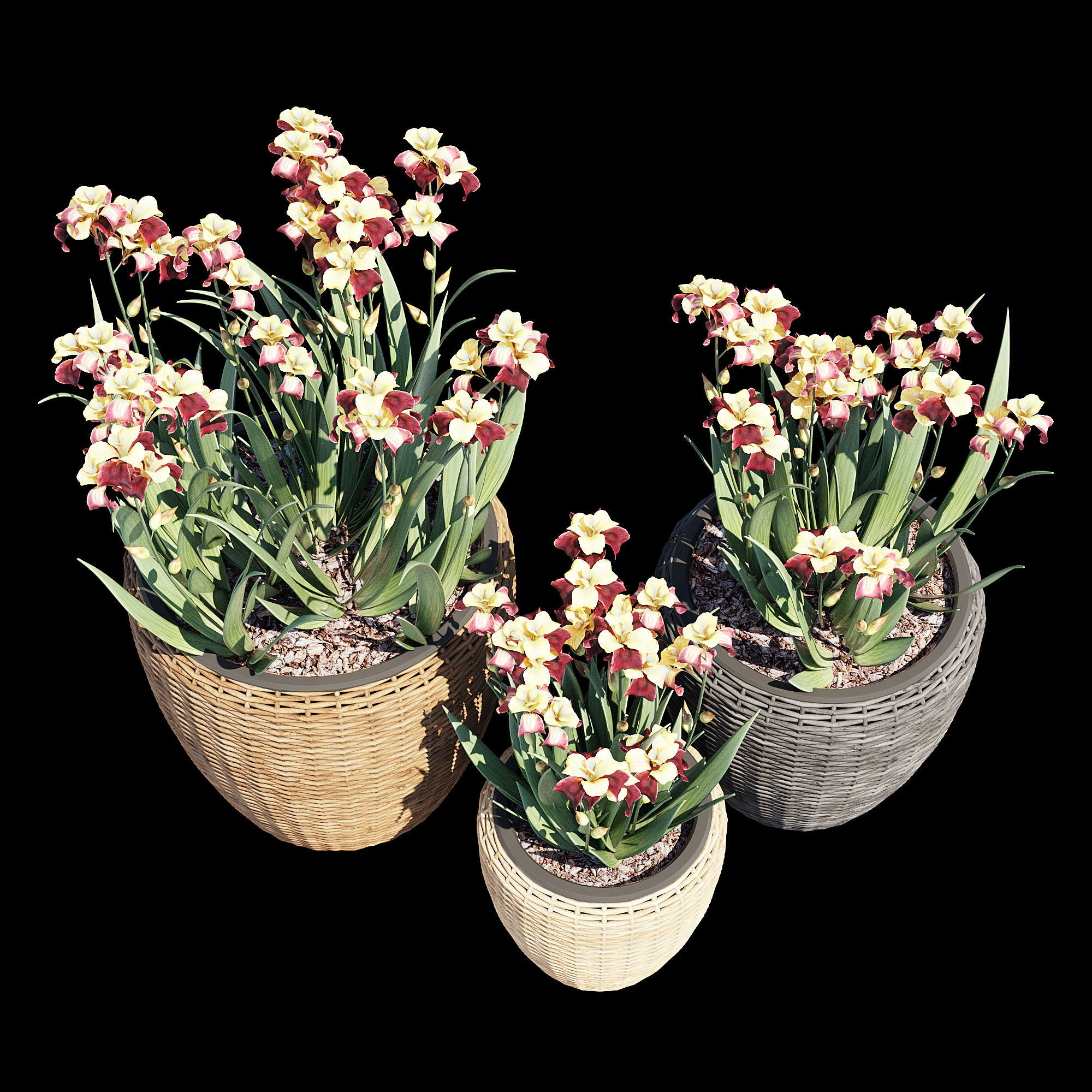 Iris pot 3D model | CGTrader