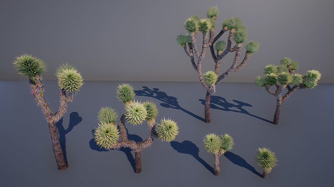 3D model Joshua Tree VR / AR / low-poly | CGTrader