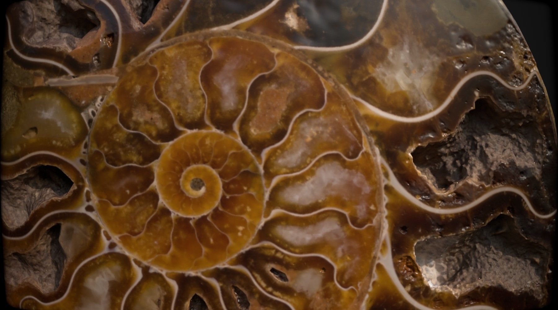 Ammonite Fossil Scene Prop 3D model | CGTrader