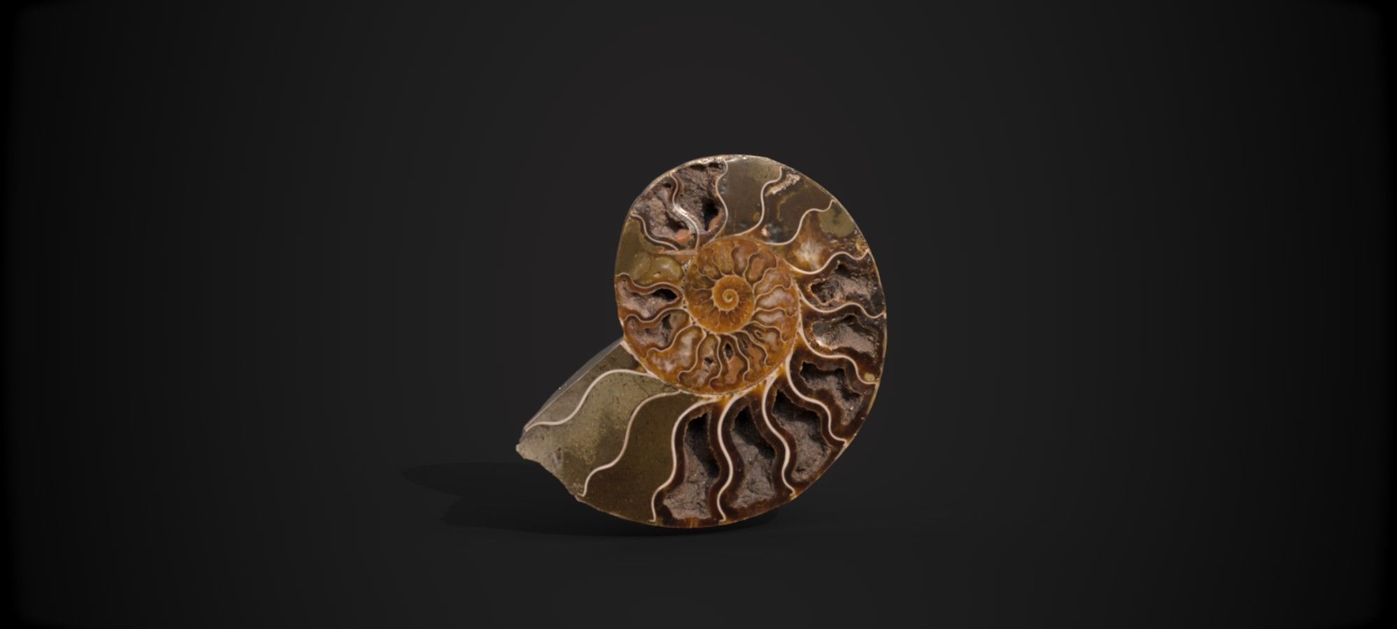 Ammonite Fossil Scene Prop 3D model | CGTrader