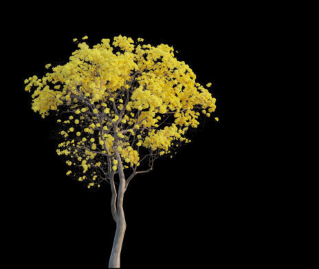 Tree - Plant - Tabebuia aurea - Plantae - Bignoniaceae 3D model | CGTrader