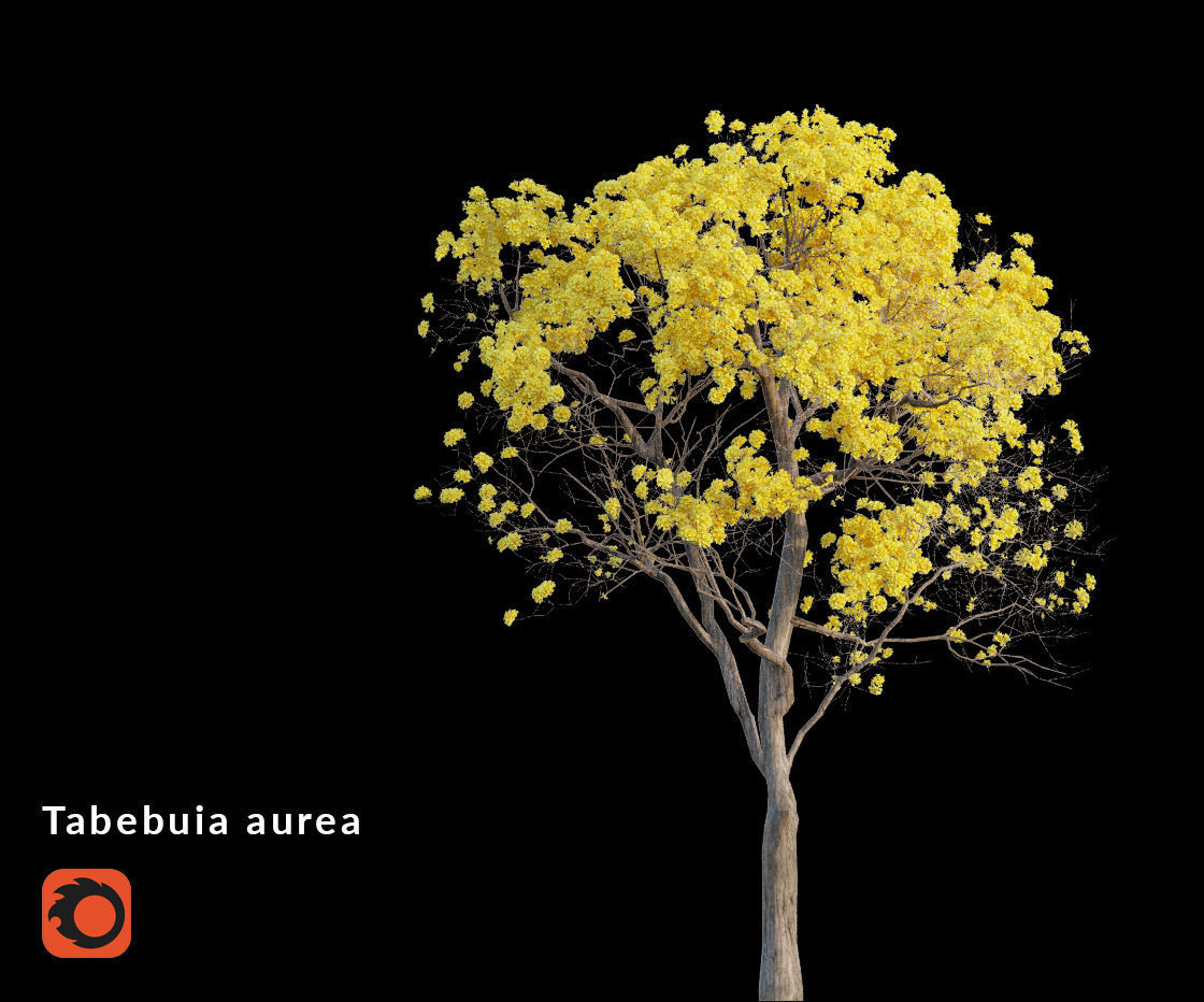 Tree - Plant - Tabebuia aurea - Plantae - Bignoniaceae 3D model | CGTrader