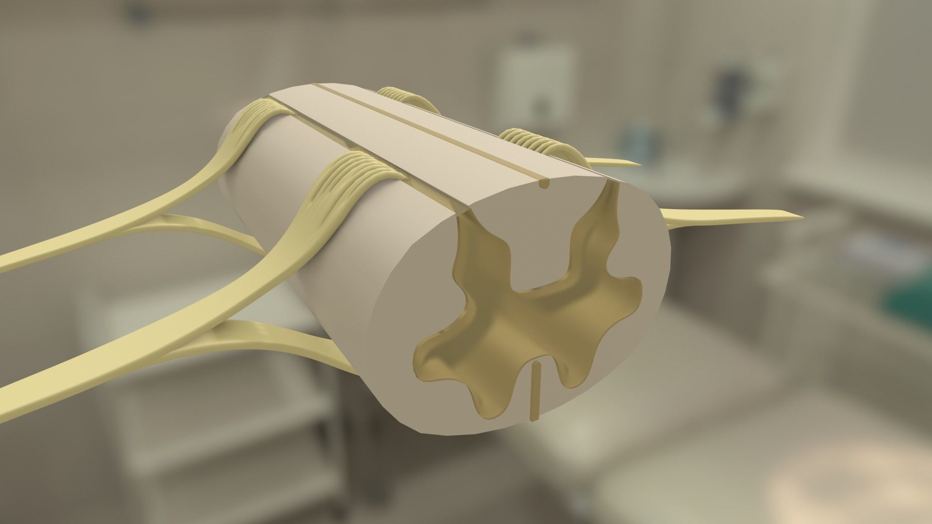 Spinal Cord Segment 3D model | CGTrader