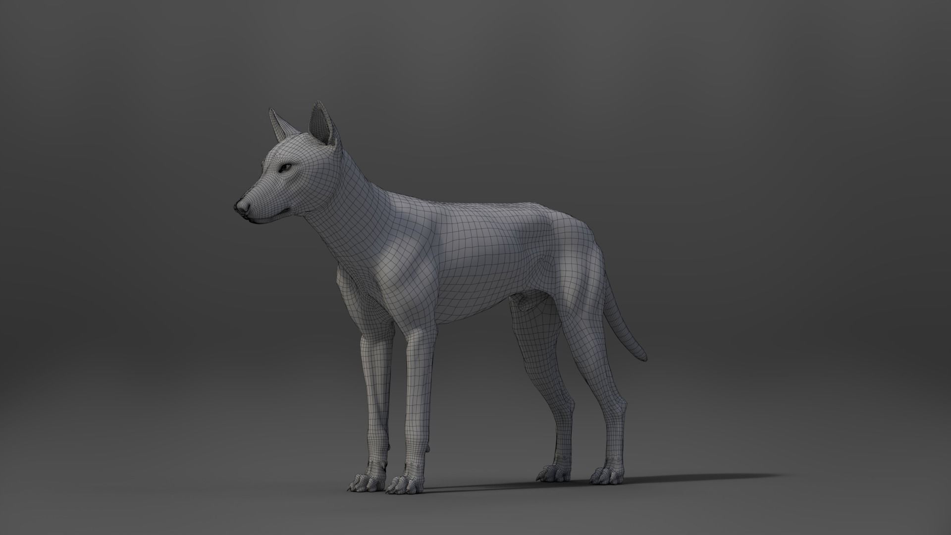 Wolf Animation VFX Grace 3D model animated rigged | CGTrader