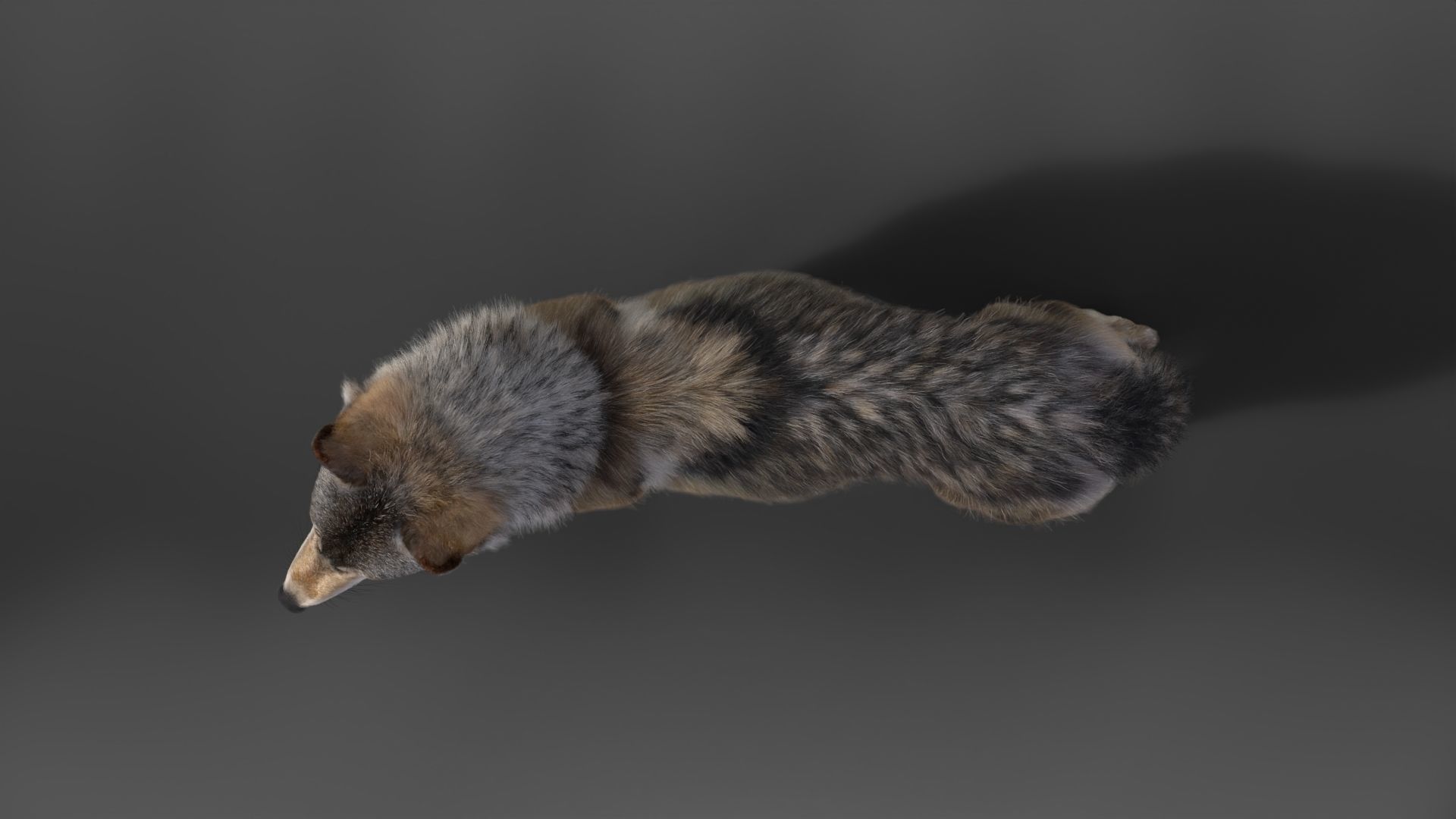 Wolf Animation VFX Grace 3D model animated rigged | CGTrader