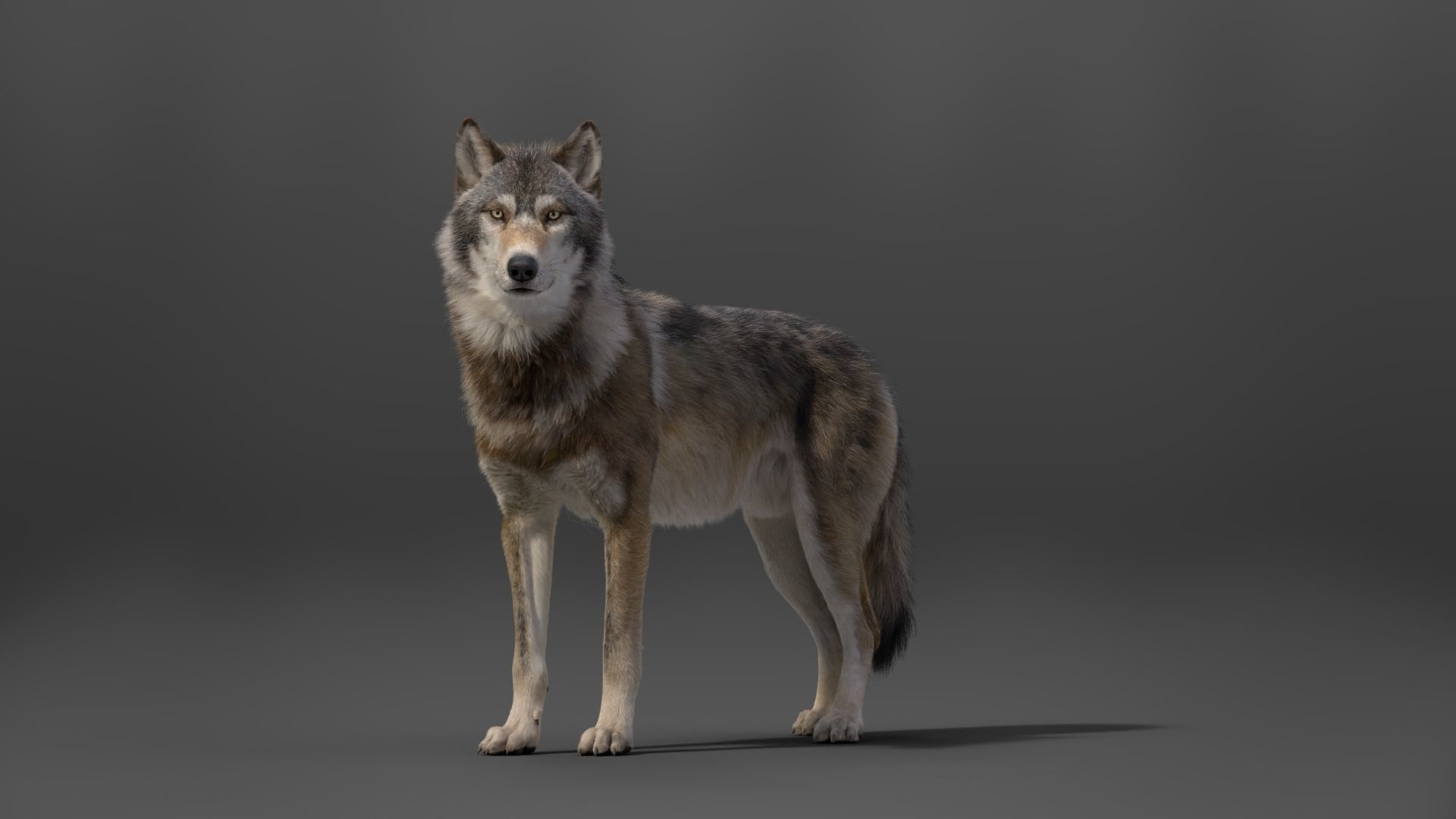Wolf Animation VFX Grace 3D model animated rigged | CGTrader