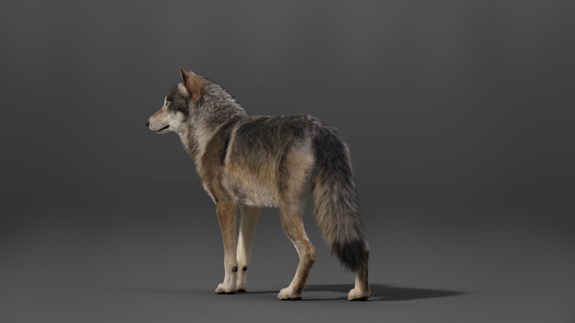 Wolf Animation VFX Grace 3D model animated rigged | CGTrader