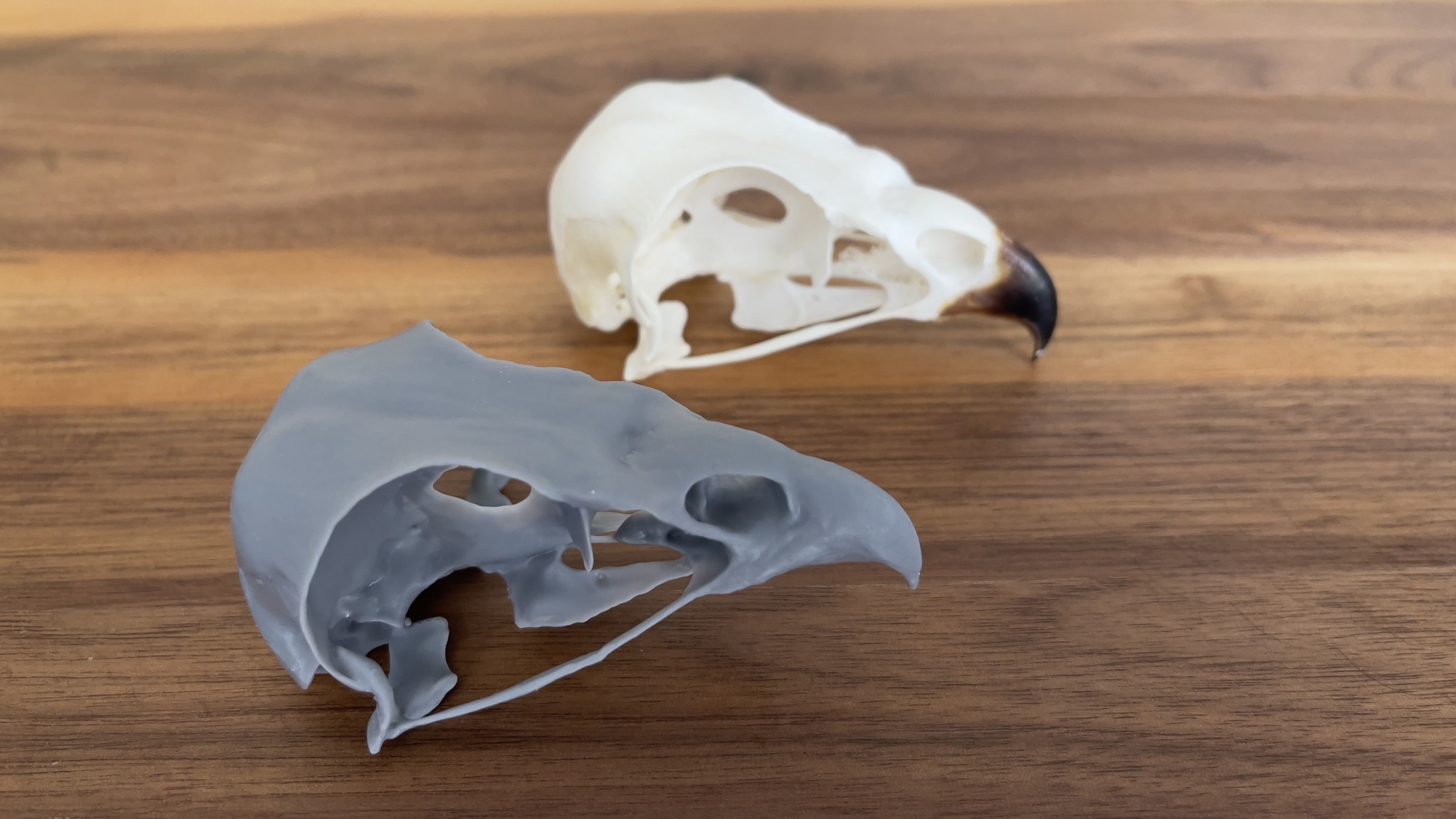 buzzard skull 3D model 3D printable | CGTrader