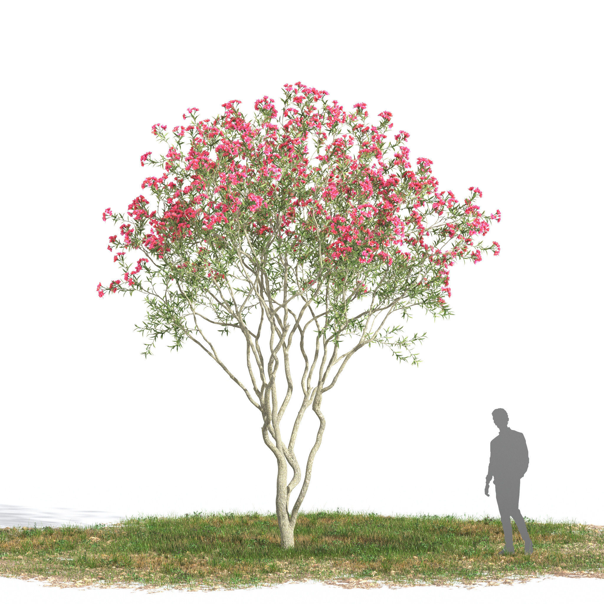 Archmodels vol 269 for c4d - collection of Mediterranean trees 3D model | CGTrader