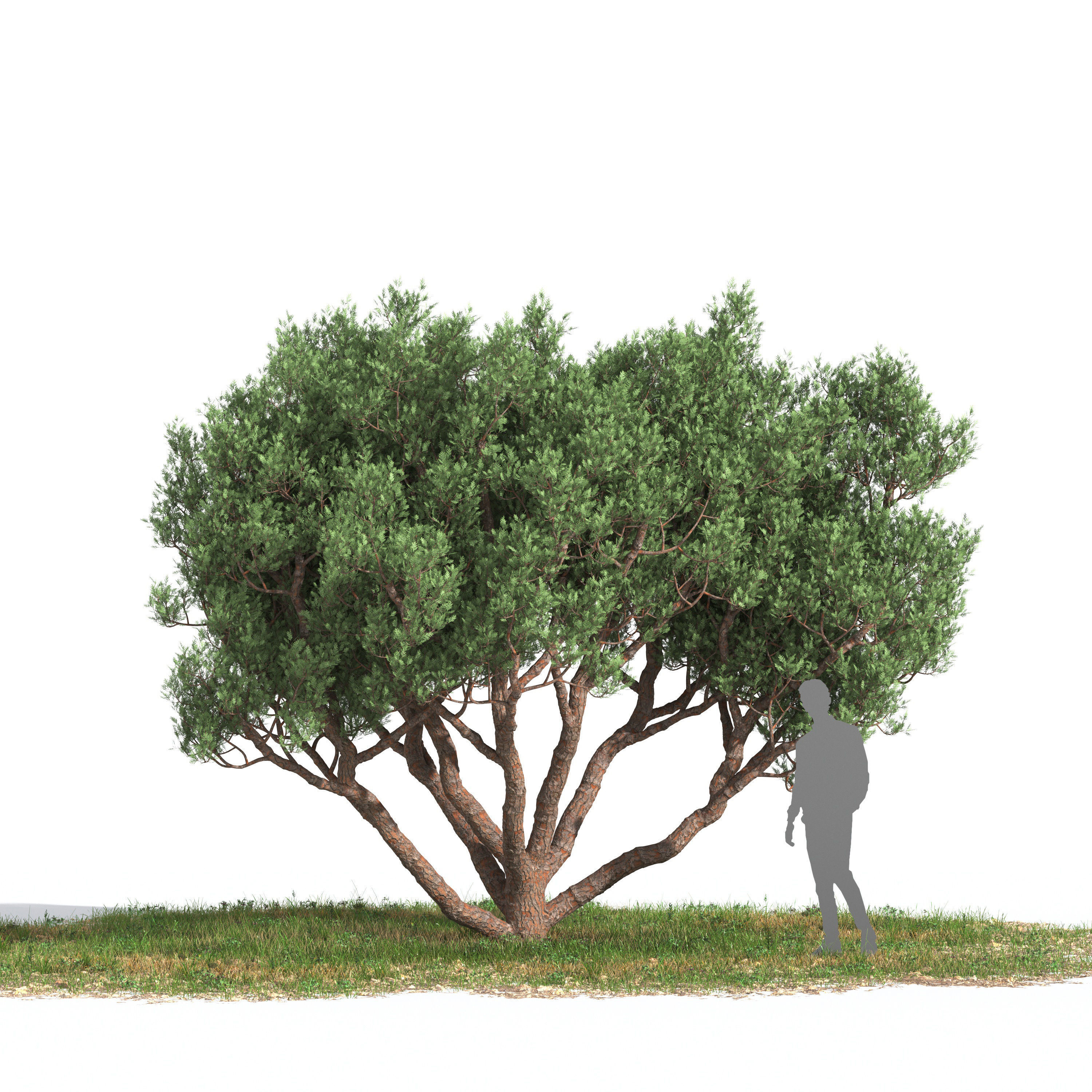 Archmodels vol 269 for c4d - collection of Mediterranean trees 3D model | CGTrader