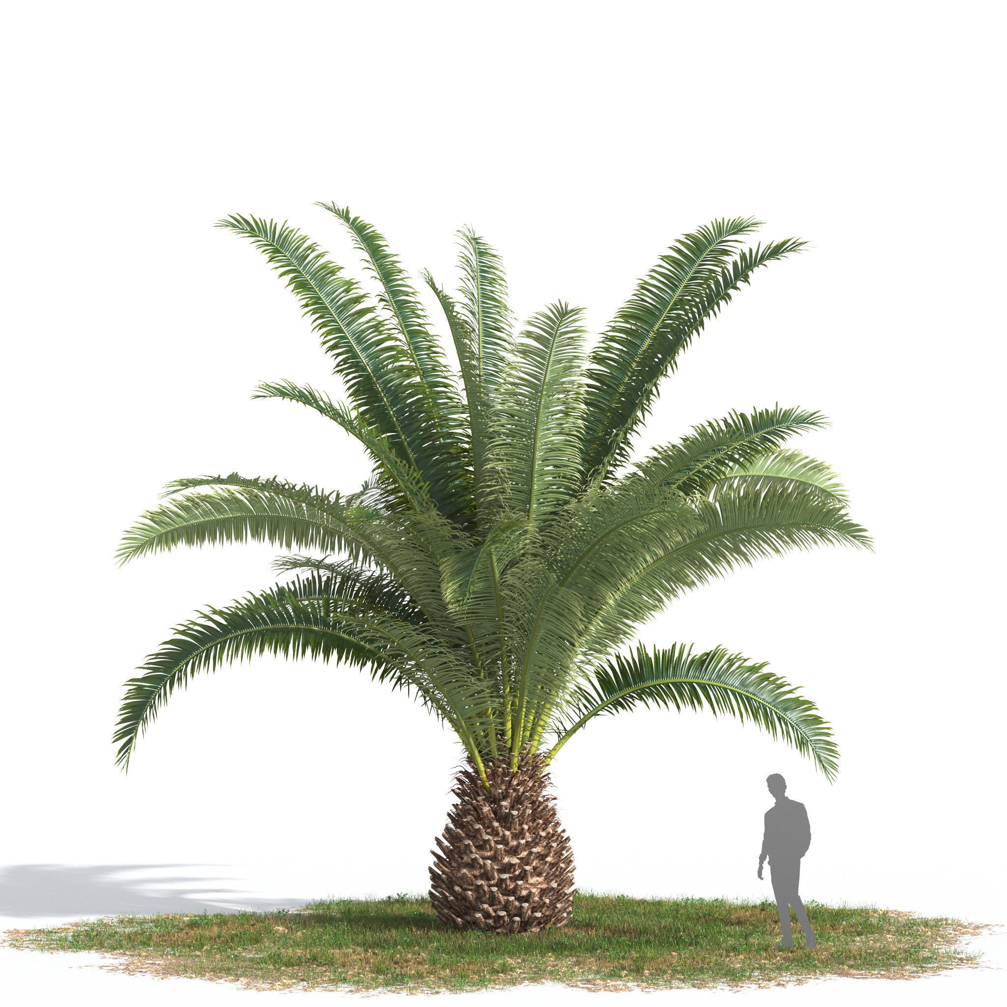 Archmodels vol 269 for c4d - collection of Mediterranean trees 3D model ...