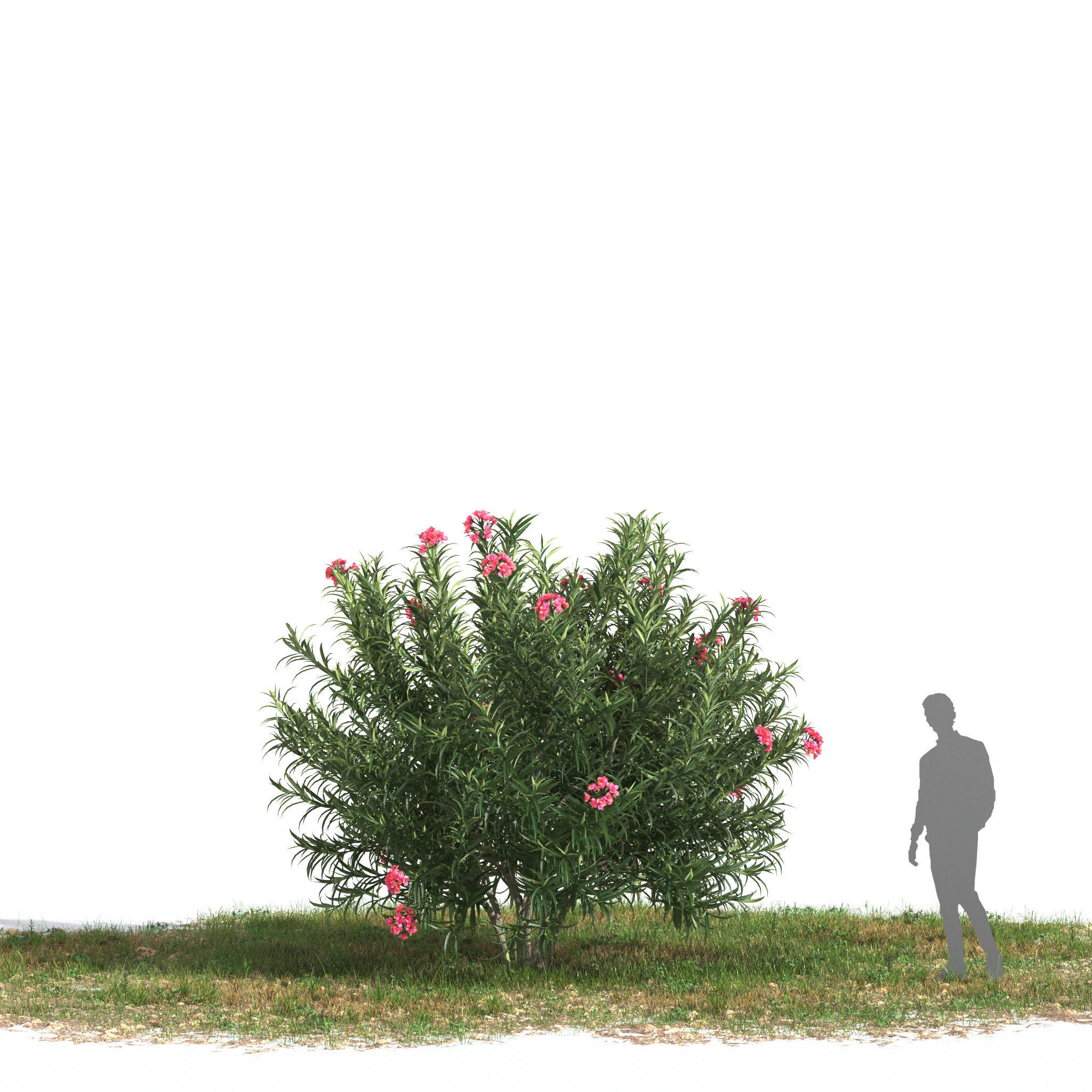 Archmodels vol 269 for c4d - collection of Mediterranean trees 3D model | CGTrader