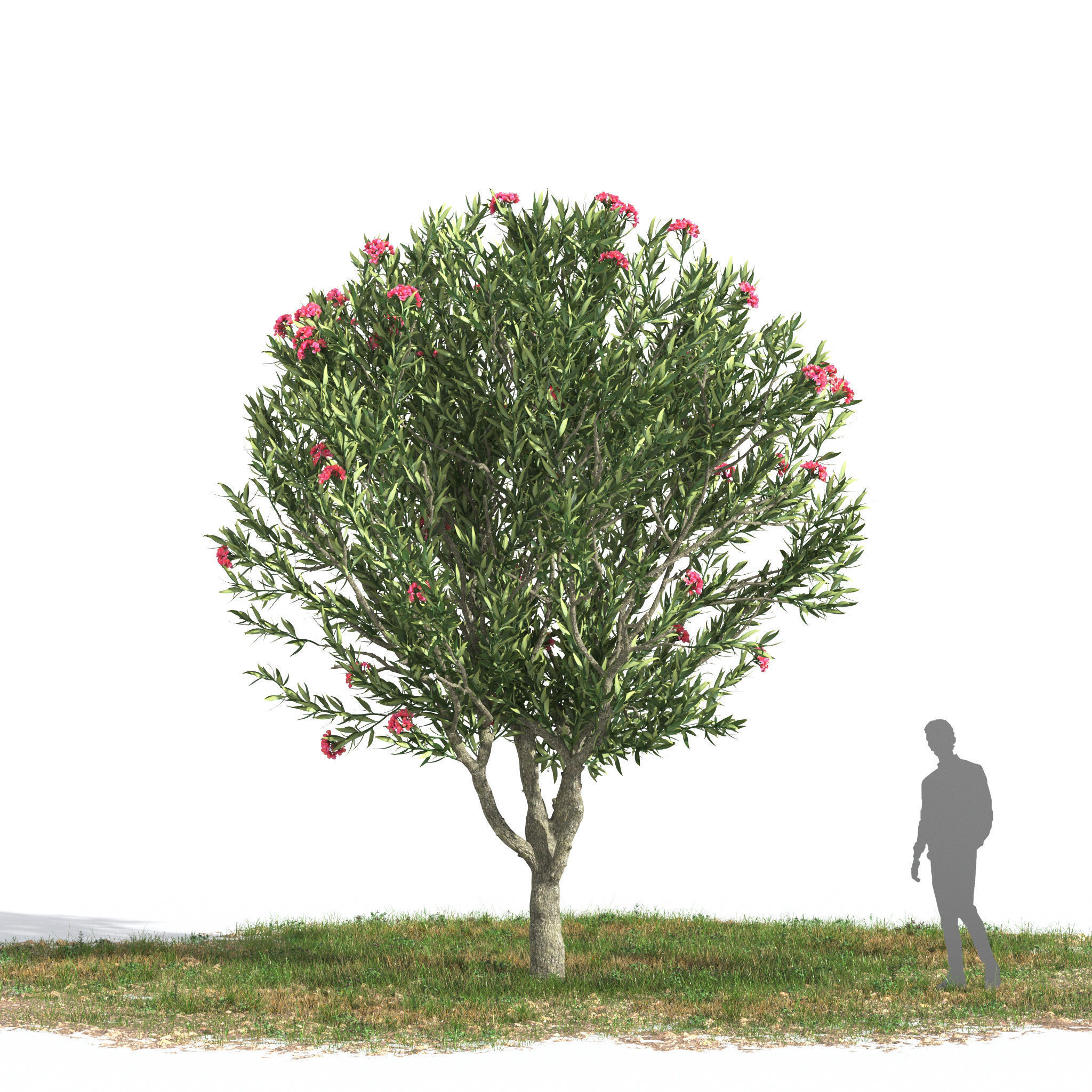 Archmodels vol 269 for c4d - collection of Mediterranean trees 3D model ...