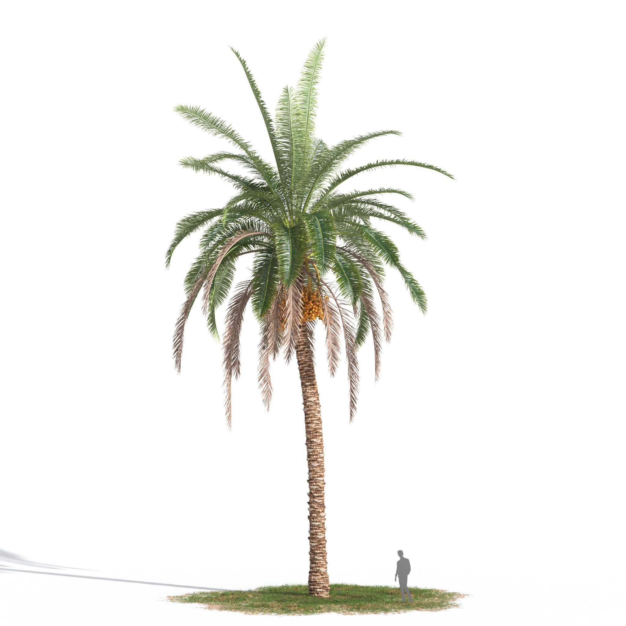Archmodels vol 269 for c4d - collection of Mediterranean trees 3D model ...