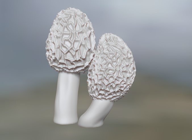 Gray Morel Mushrooms