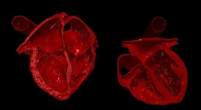 3D Model of Heart Chambers 2 pack 3D model | CGTrader