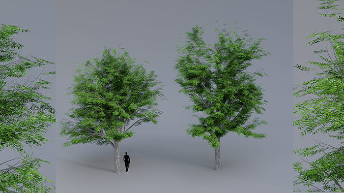 Neem Tree 3d Model 3D model | CGTrader
