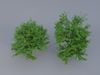 Neem Tree 3d Model 3D model | CGTrader