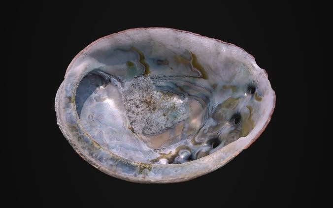 3D model Abalone Shell High Detail Photoscan VR / AR / low-poly | CGTrader