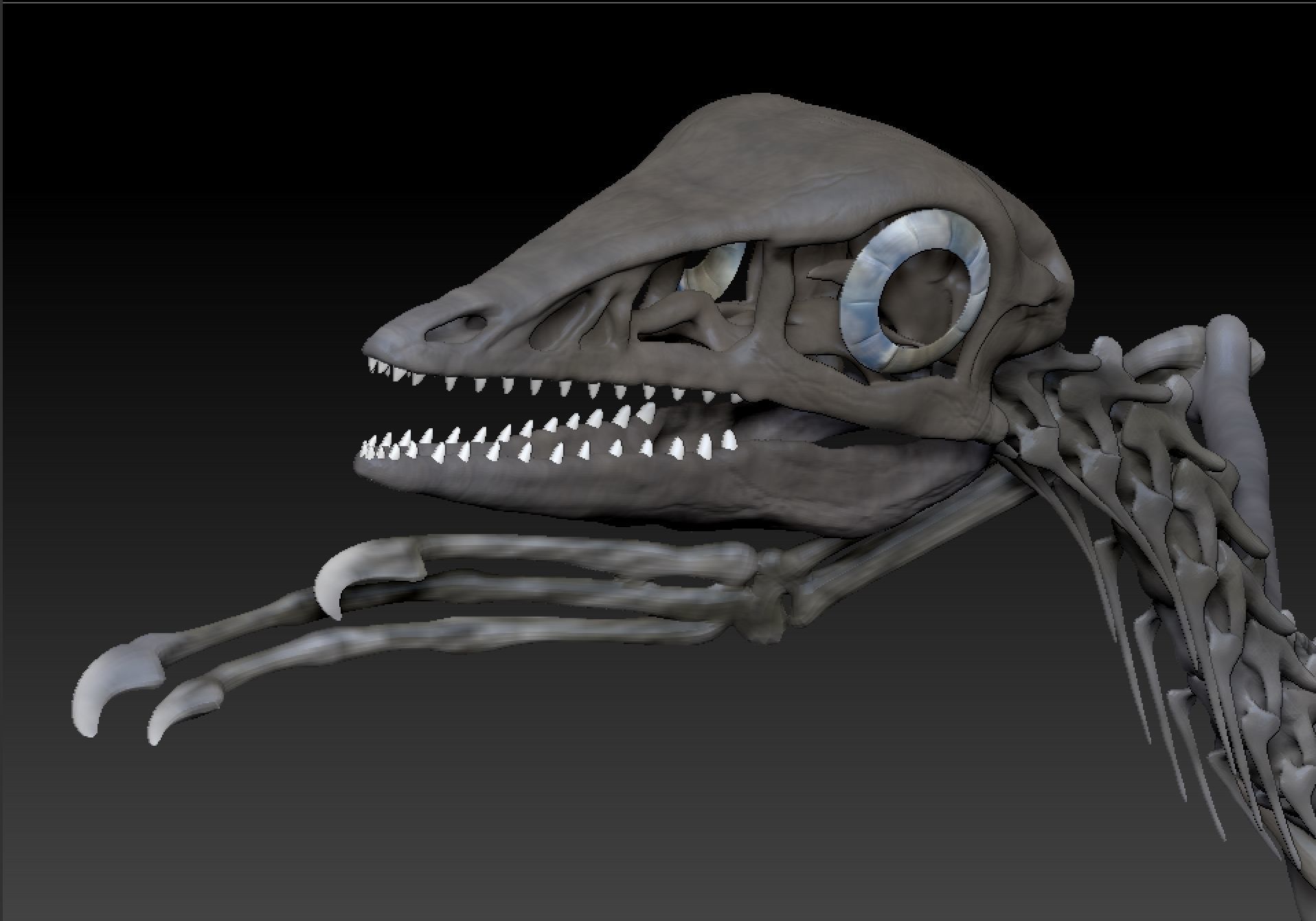 Archaeopteryx Skeleton - Full 3D archaeopteryx dinosaur bones 3D model ...