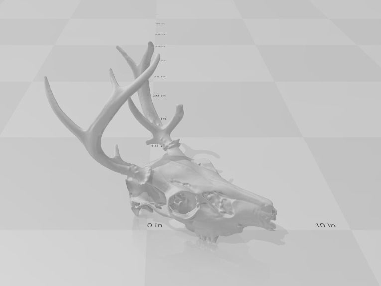 Skull - NonTypical Whitetail Buck 3D model 3D printable | CGTrader