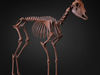 3D model Mountain Goat Skeleton 3D Model VR / AR / low-poly | CGTrader