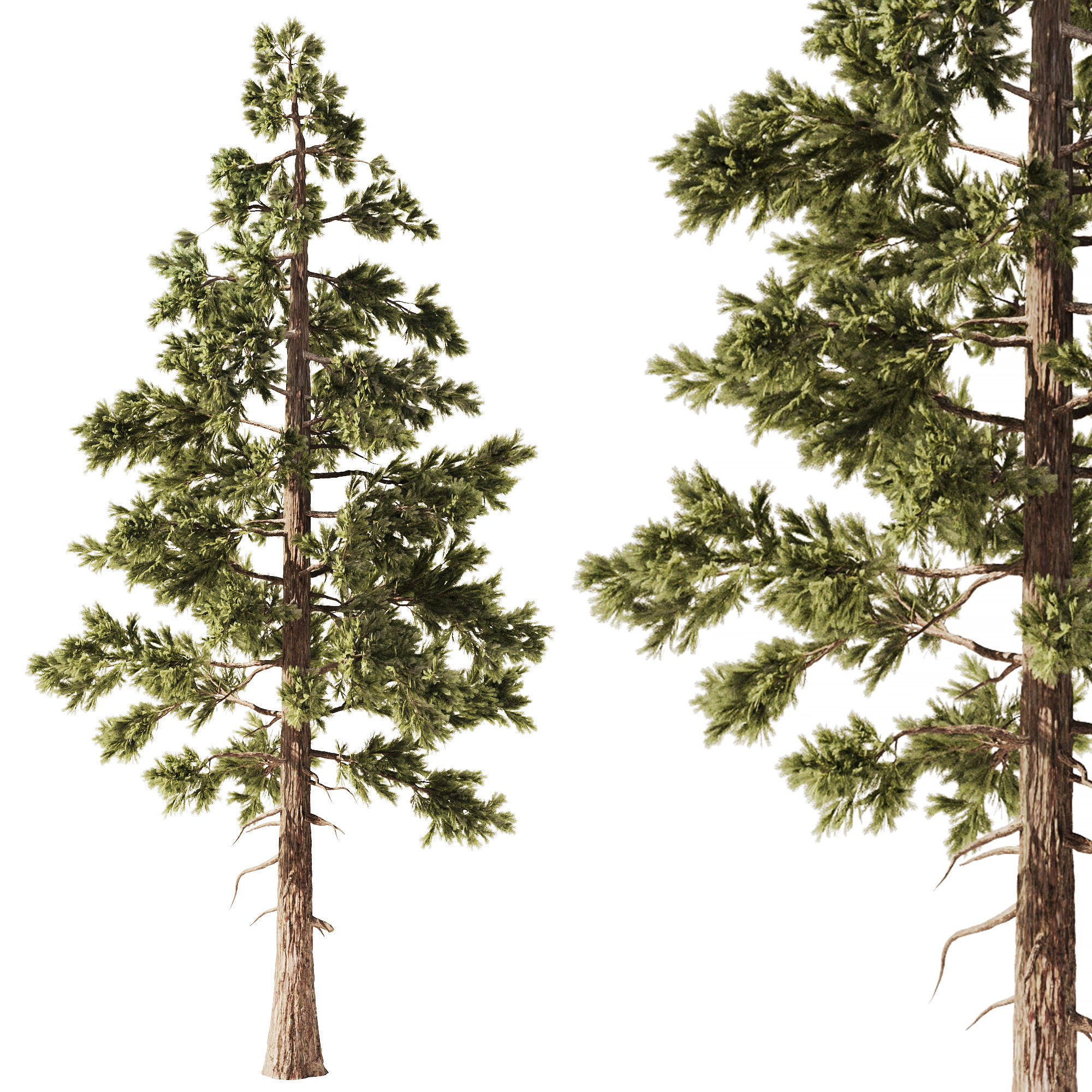 Pine Tree Set1 3D model | CGTrader