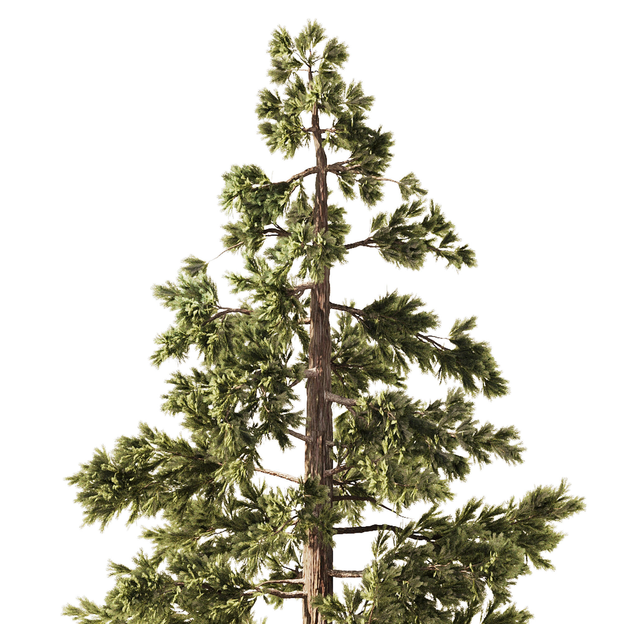Pine Tree Set1 3D model | CGTrader