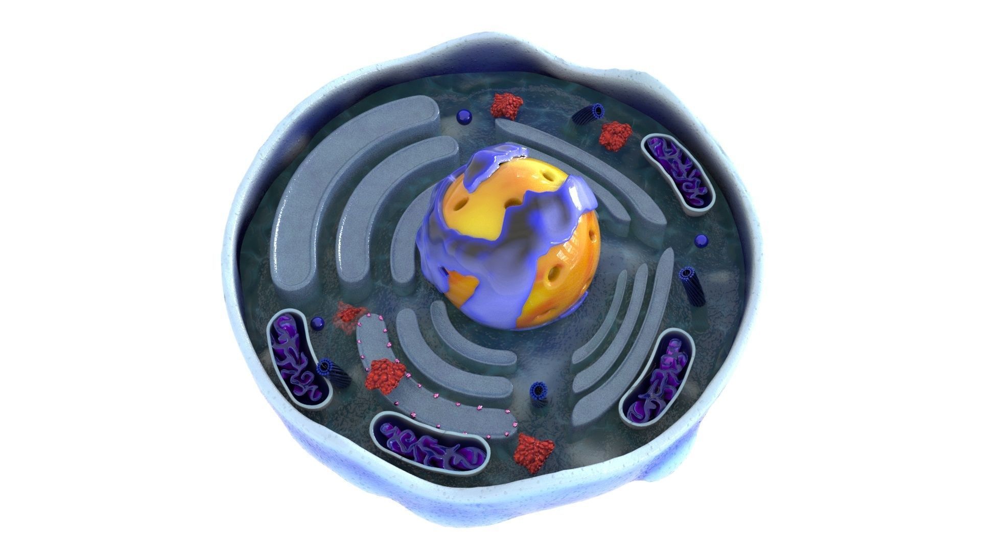 Human Cell 3D model | CGTrader