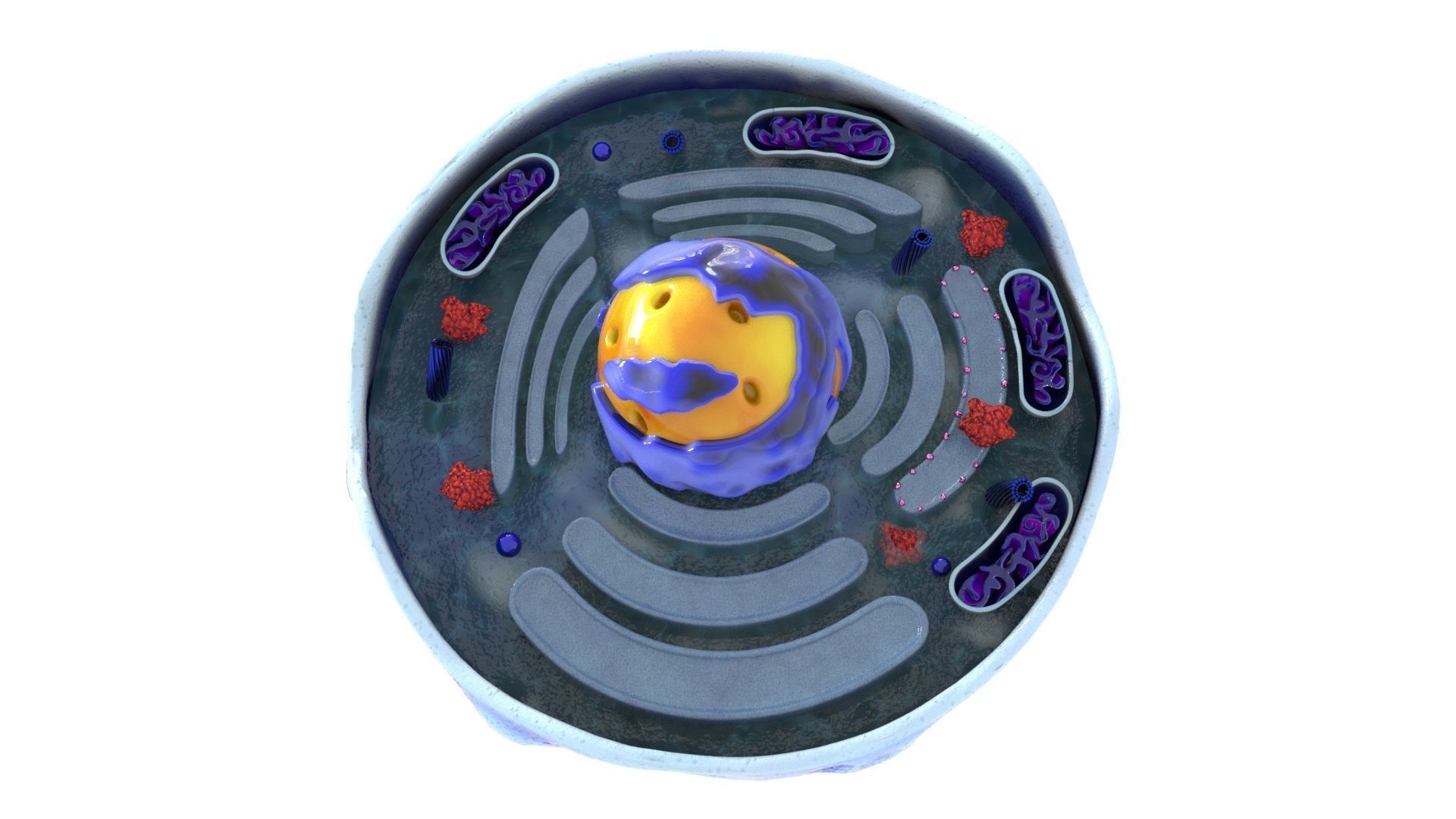 Human Cell 3D model | CGTrader