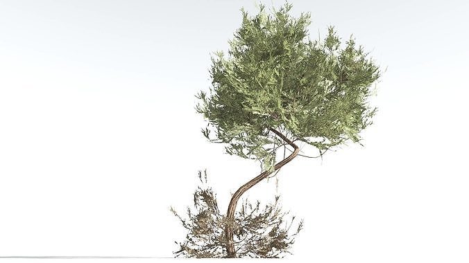 EVERYPlant Shadscale 3 --18 Models-- 3D model | CGTrader