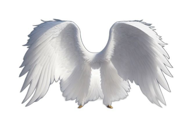 Angel Wings Collection Texture | CGTrader