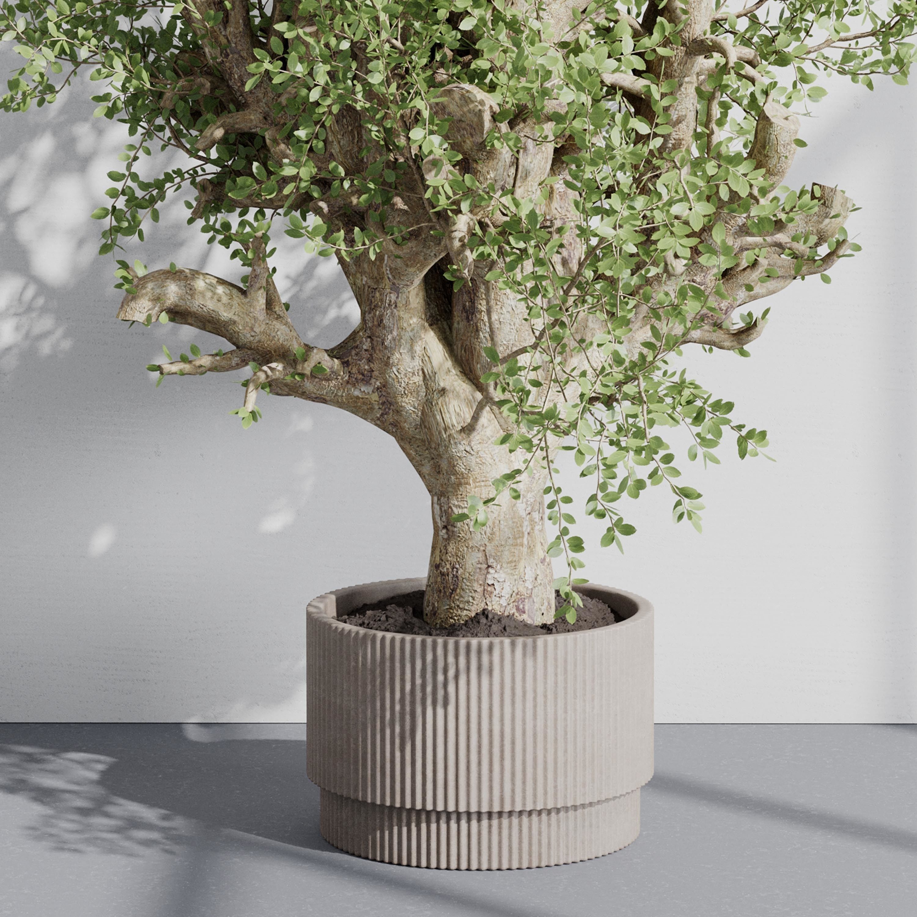 3D model Old Tree in a concrete dirty vase - indoor plant 396 VR / AR ...