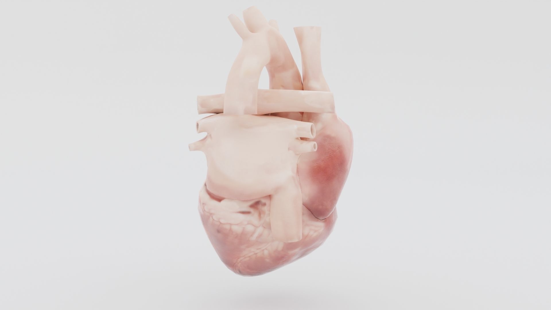 3D model Real Low poly Human Heart Animated VR / AR / low-poly | CGTrader