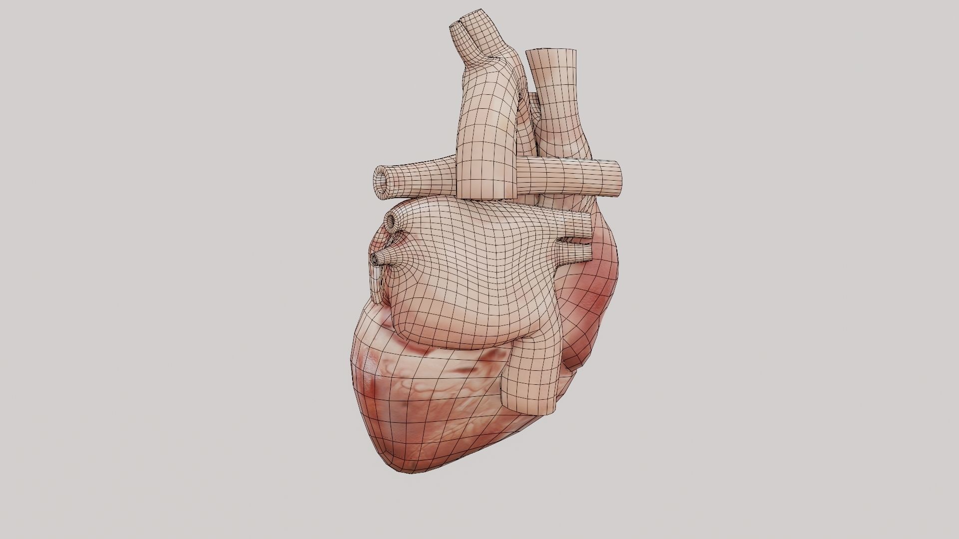3D model Real Low poly Human Heart Animated VR / AR / low-poly | CGTrader