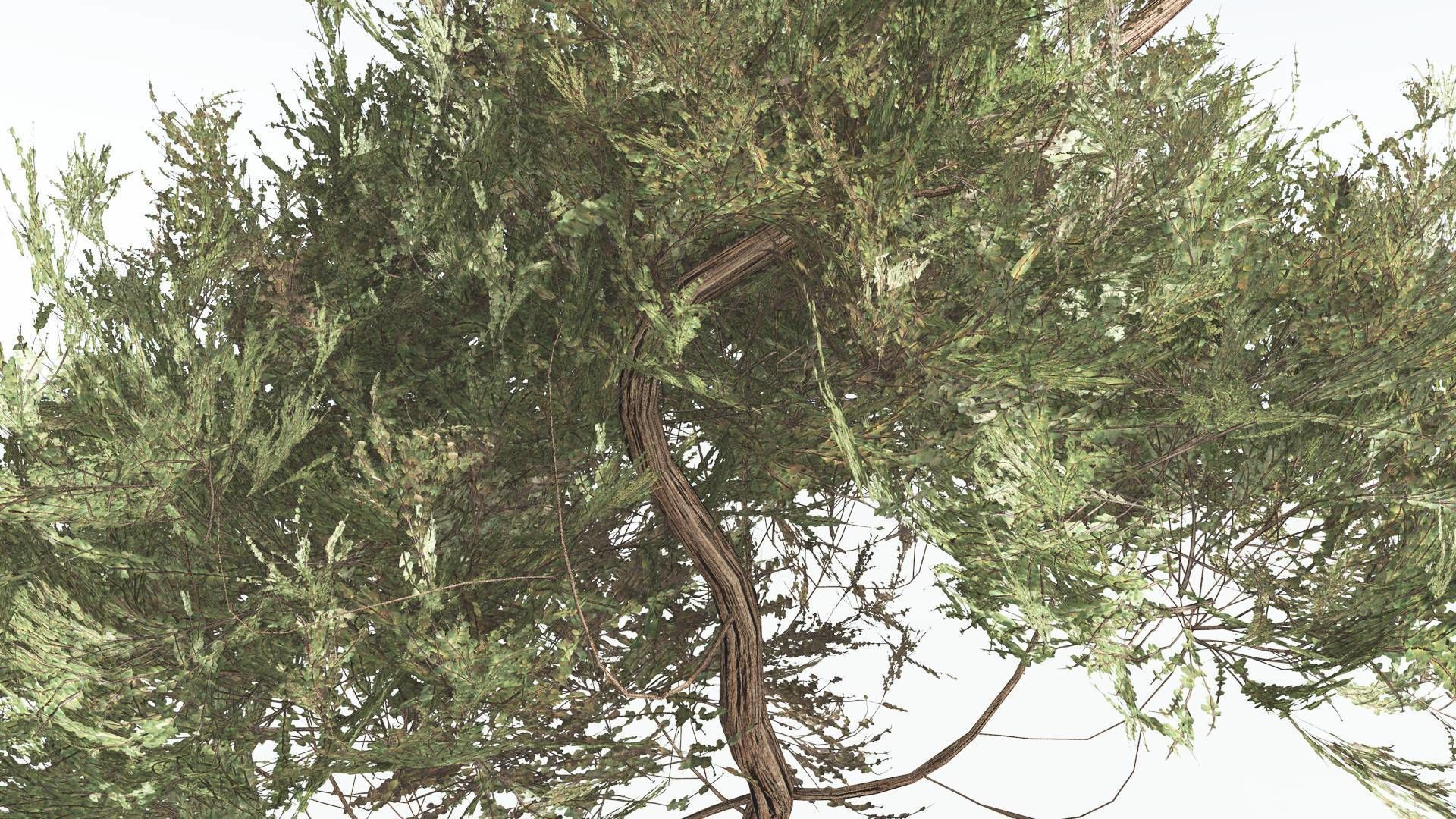 EVERYPlant Shadscale 4 --18 Models-- 3D model | CGTrader