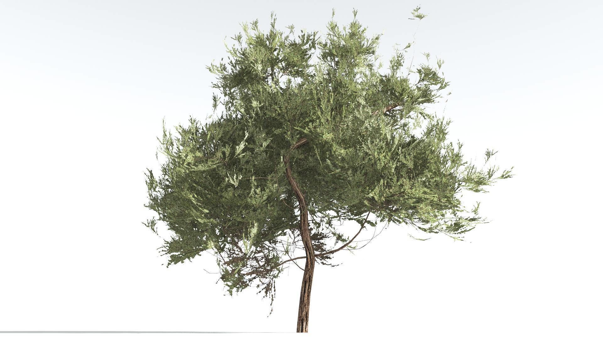 EVERYPlant Shadscale 4 --18 Models-- 3D model | CGTrader