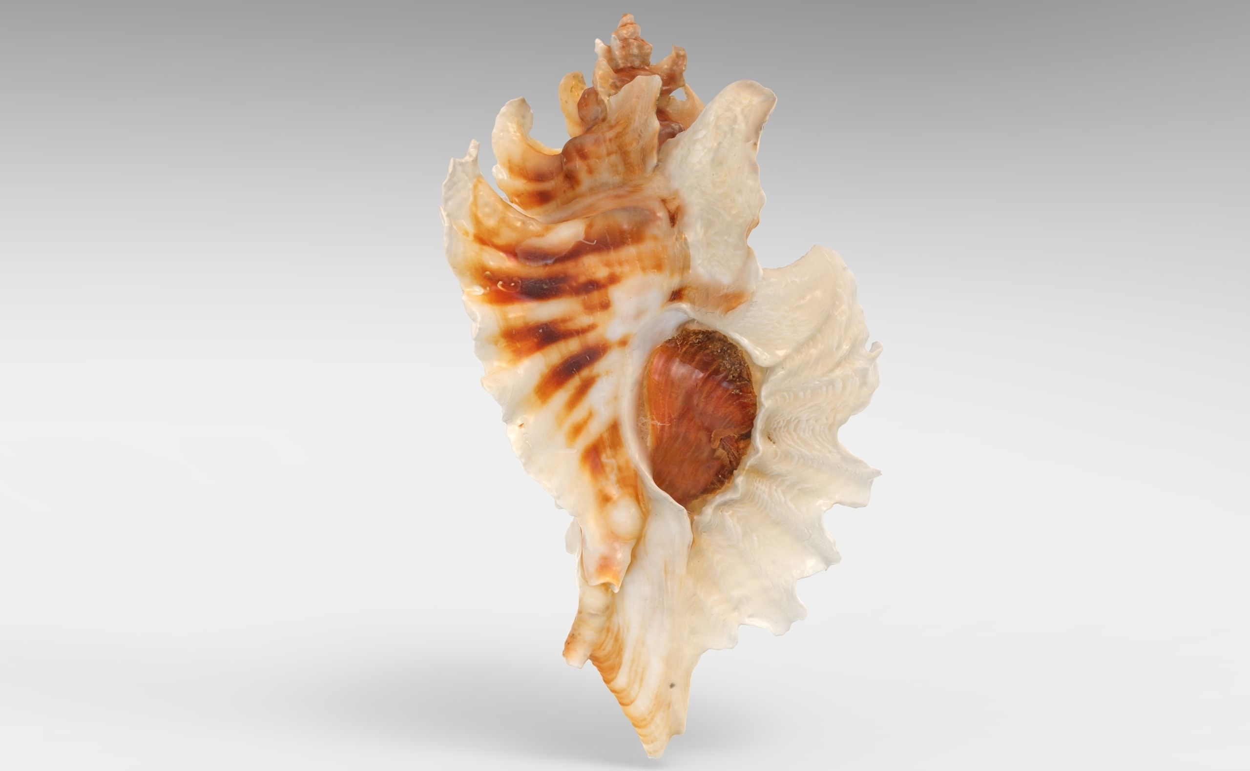 3D model Sea Shells set 2 VR / AR / low-poly | CGTrader