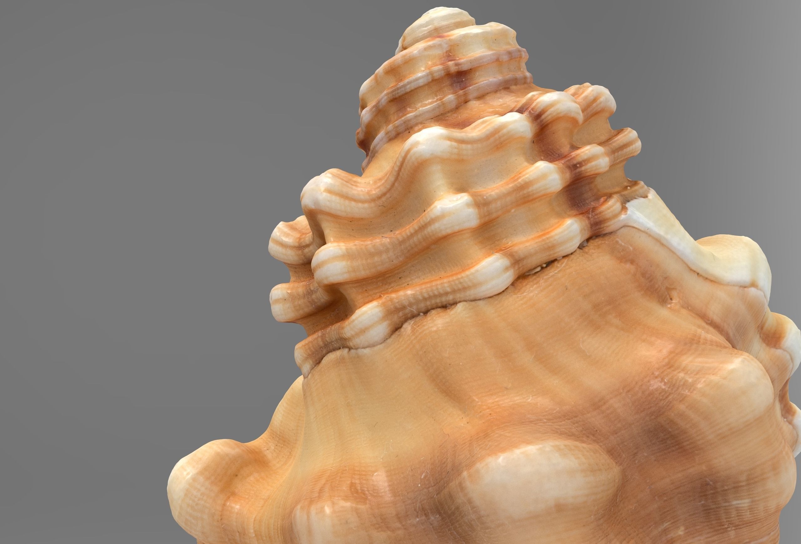 3D model Sea Shells set 2 VR / AR / low-poly | CGTrader