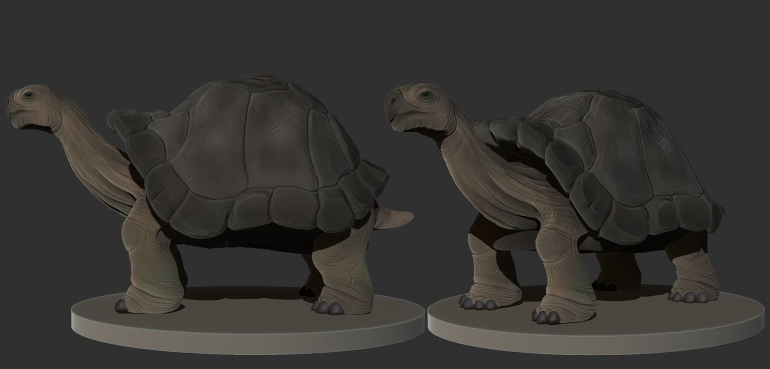 Tortoise 3D High Poly Model 3D model | CGTrader